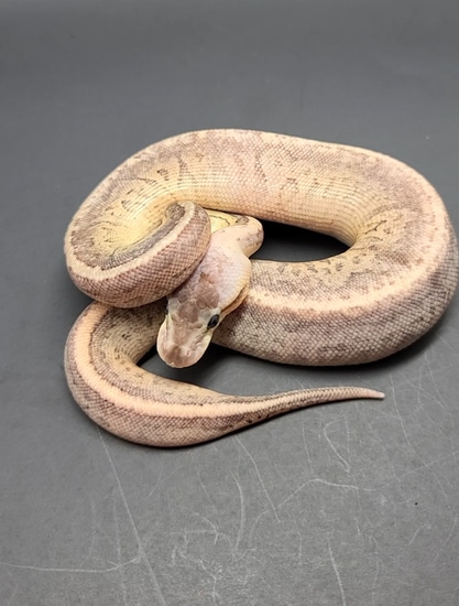 GRAVEL Pinstripe Cinnamon Pastel Ball Python by Coastal Creatures LLC