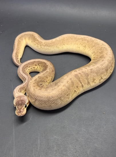 GRAVEL Pastel Cinnamon Pinstripe Ball Python by Coastal Creatures LLC