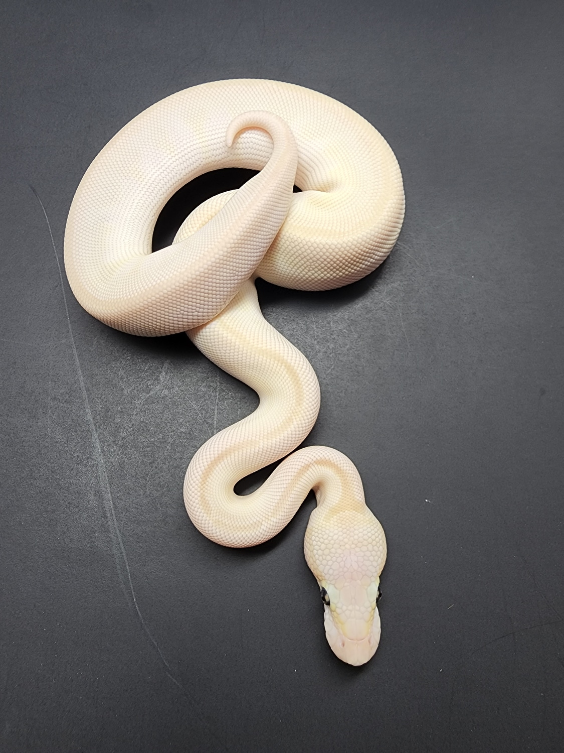 Female Karma Ball Python by Coastal Creatures LLC - MorphMarket