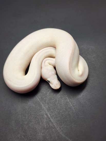 Female BEL Possible Karma Ball Python by Coastal Creatures LLC