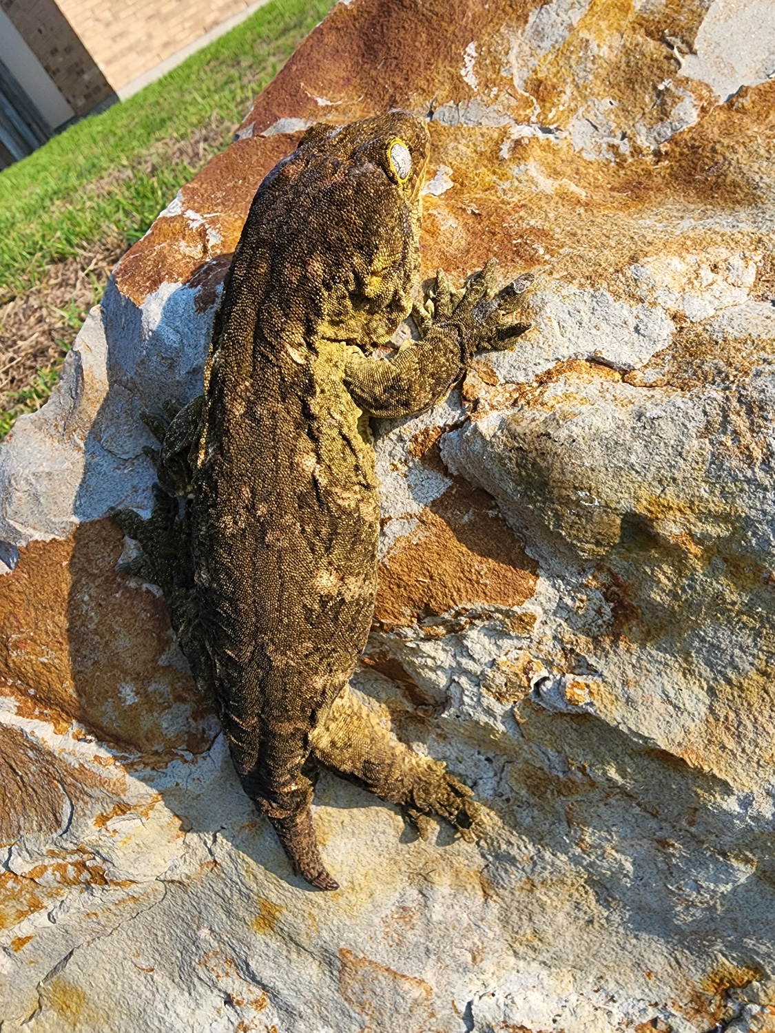 Yate X GT Adult Male Leachianus Gecko by Coastal Creatures LLC ...
