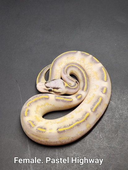Female Pastel Highway Ball Python by Coastal Creatures LLC