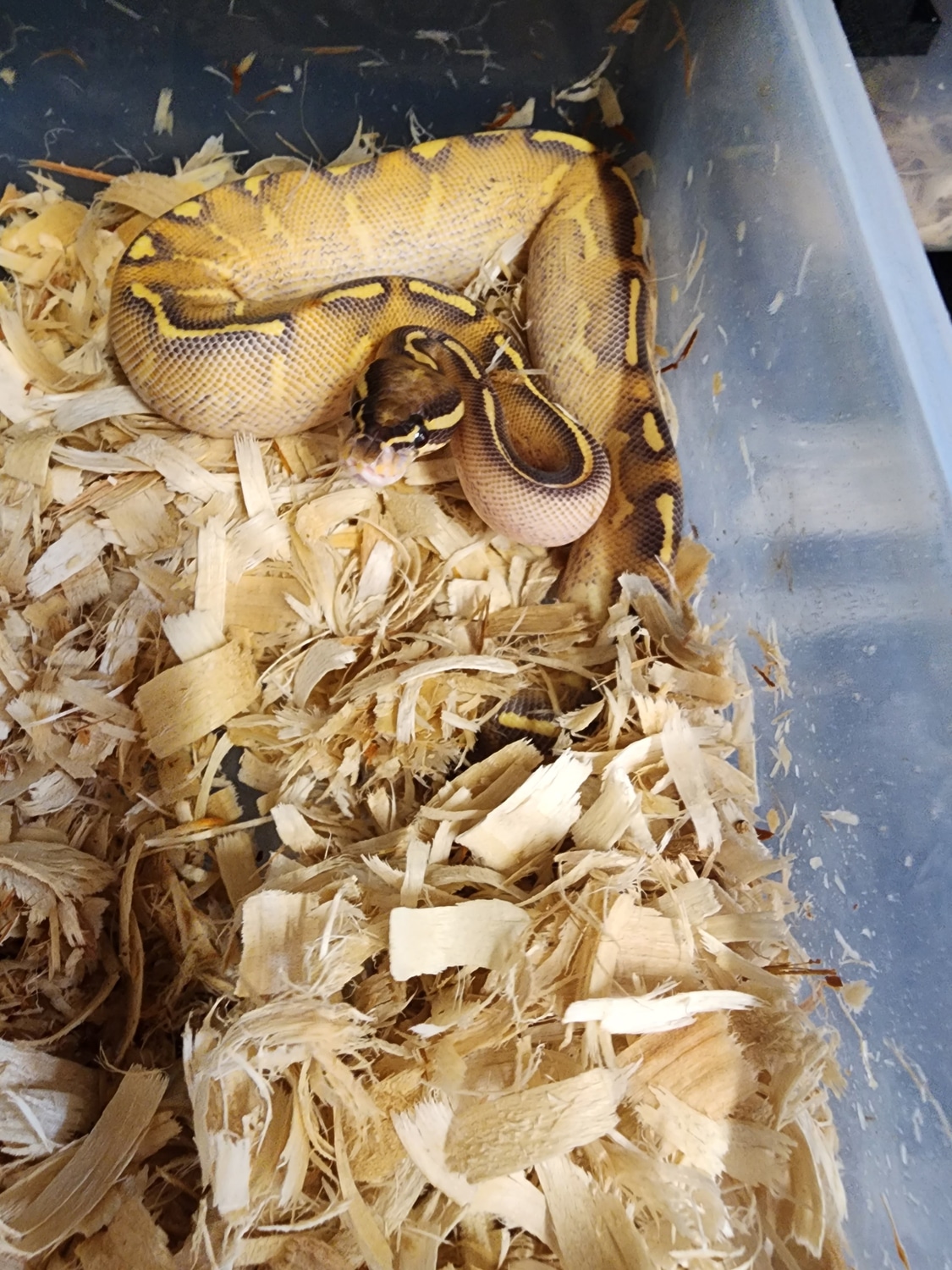Highway Ball Python by Coastal Creatures LLC - MorphMarket