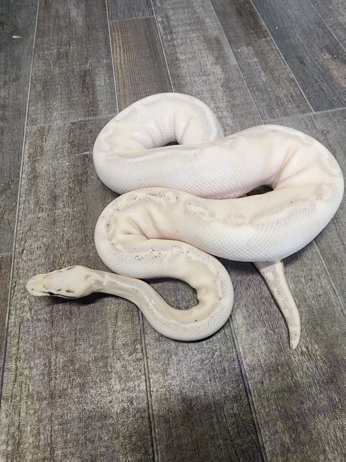 Female Pastel Highway Ball Python by Coastal Creatures LLC - MorphMarket