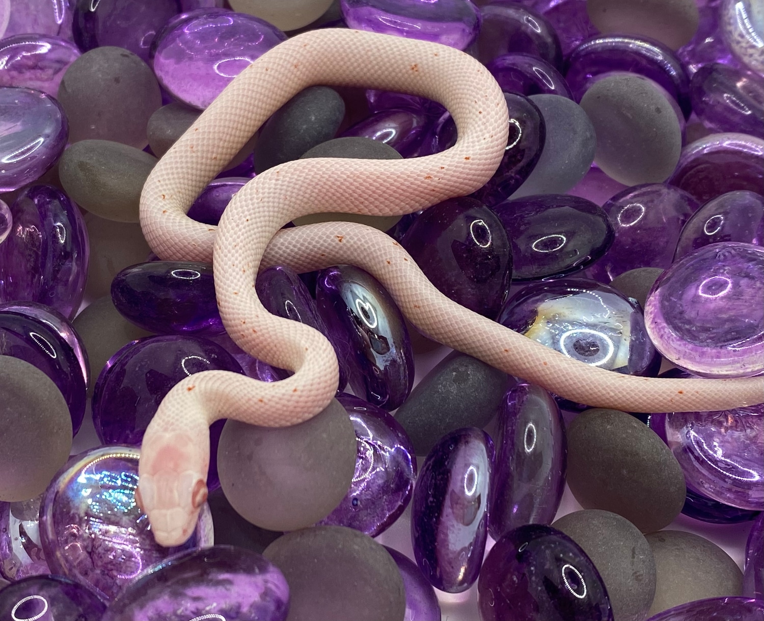 Amelanistic Palmetto (JB13) Corn Snake by Alchemy Exotics - MorphMarket