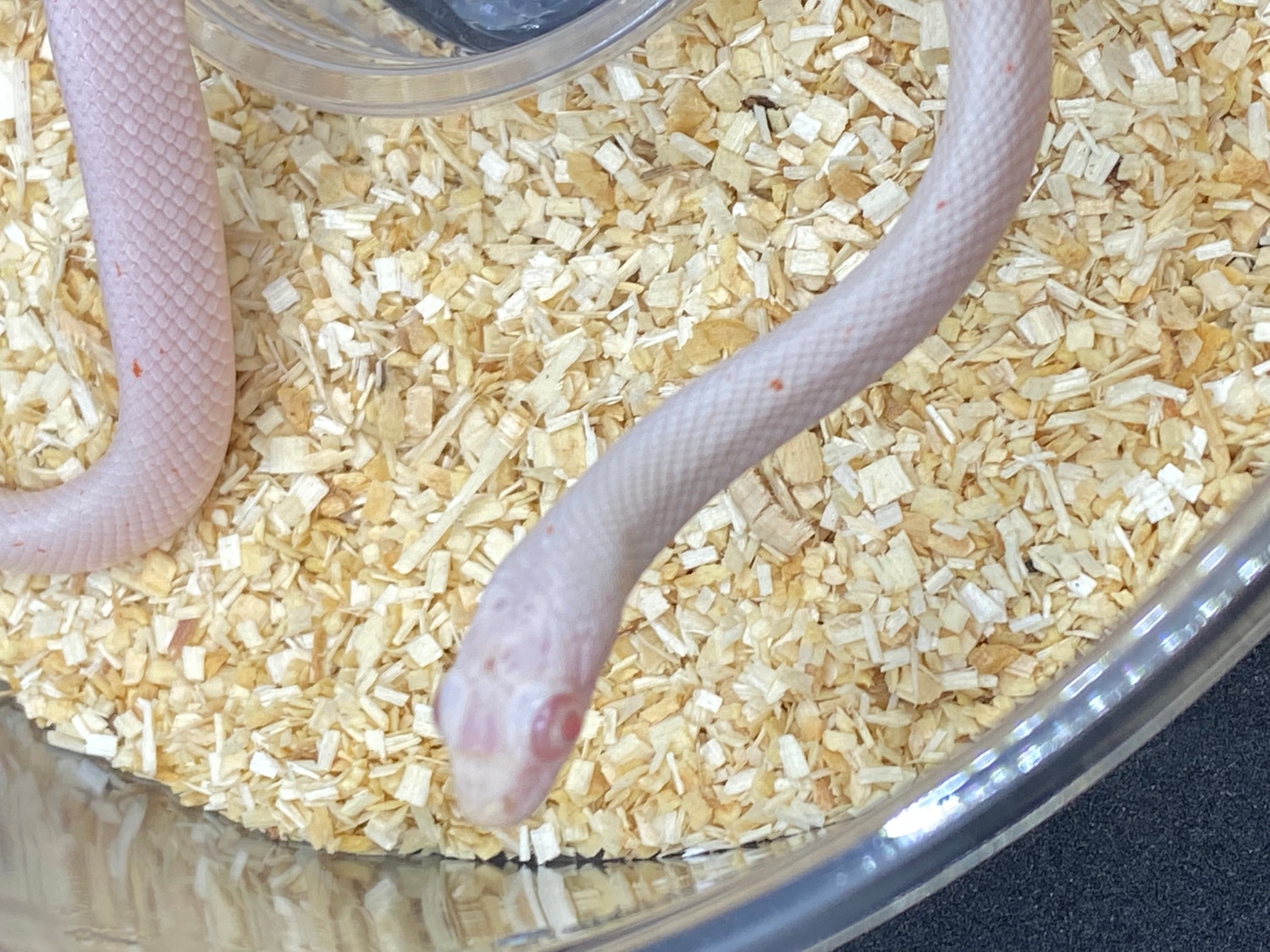 Amelanistic Palmetto Het Caramel Corn Snake by Alchemy Exotics ...