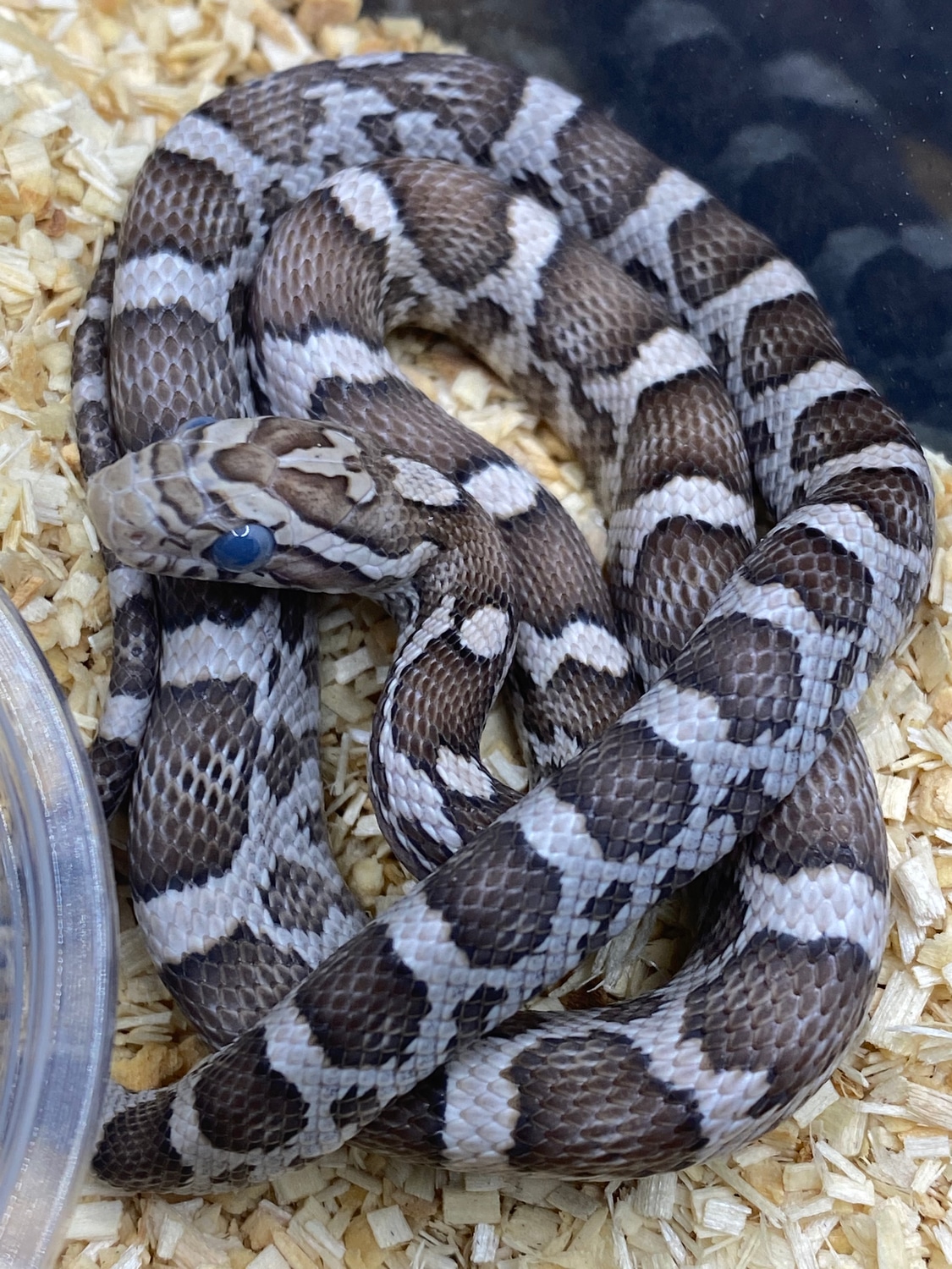 Ghost Corn Snake by Alchemy Exotics - MorphMarket