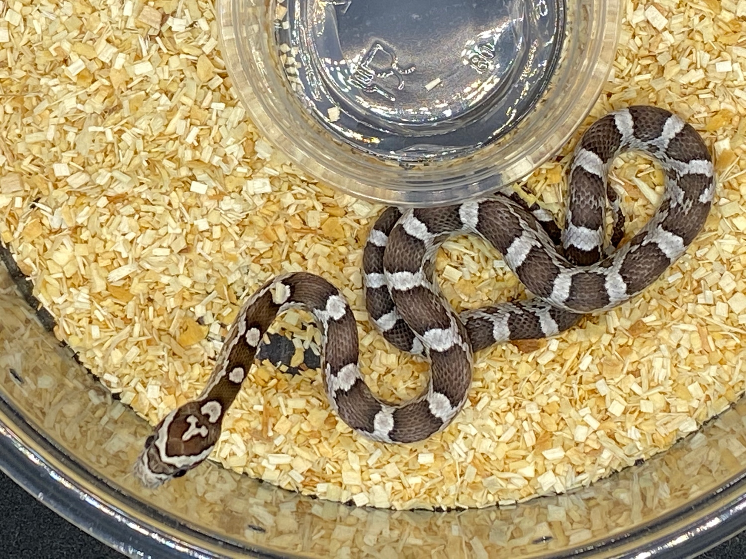 Ghost Corn Snake by Alchemy Exotics - MorphMarket