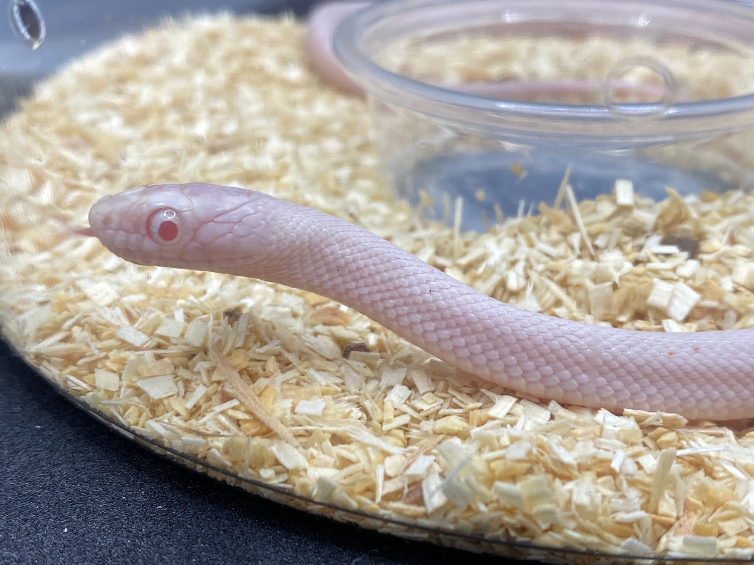 Amelanistic Palmetto Het Caramel Corn Snake by Alchemy Exotics ...