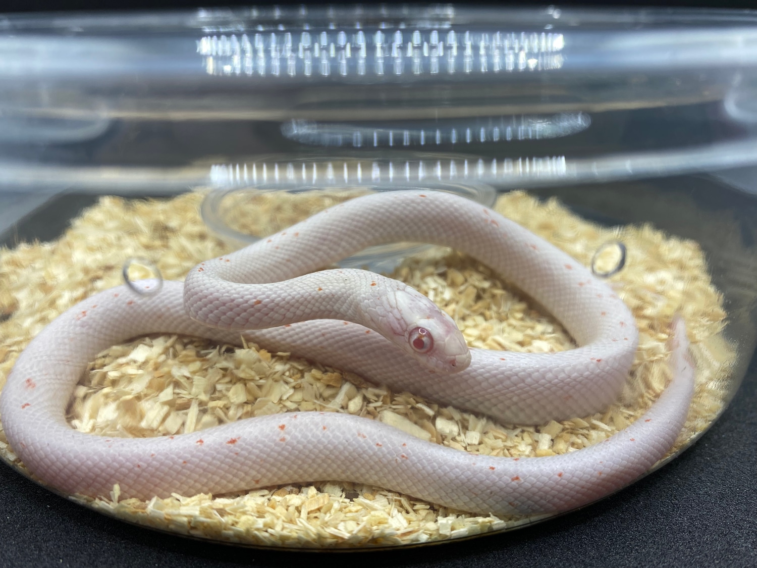 Amelanistic Palmetto Het Caramel Corn Snake by Alchemy Exotics ...