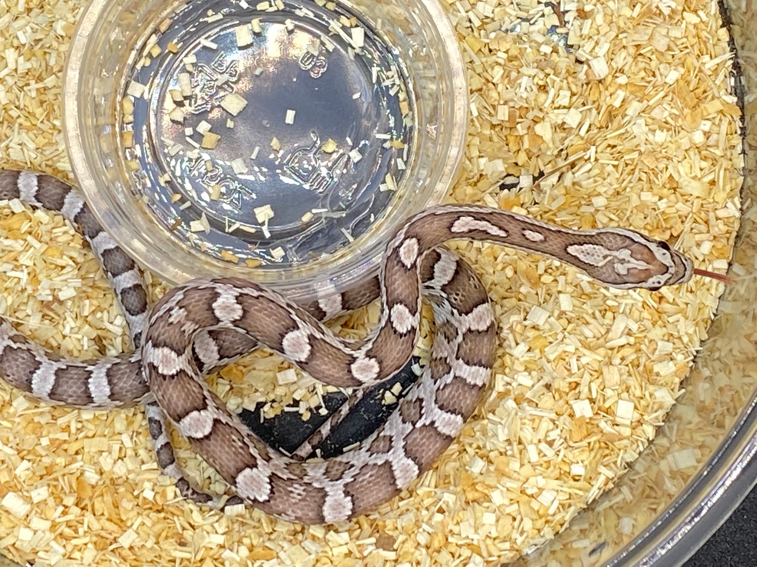 Ghost Corn Snake by Alchemy Exotics - MorphMarket