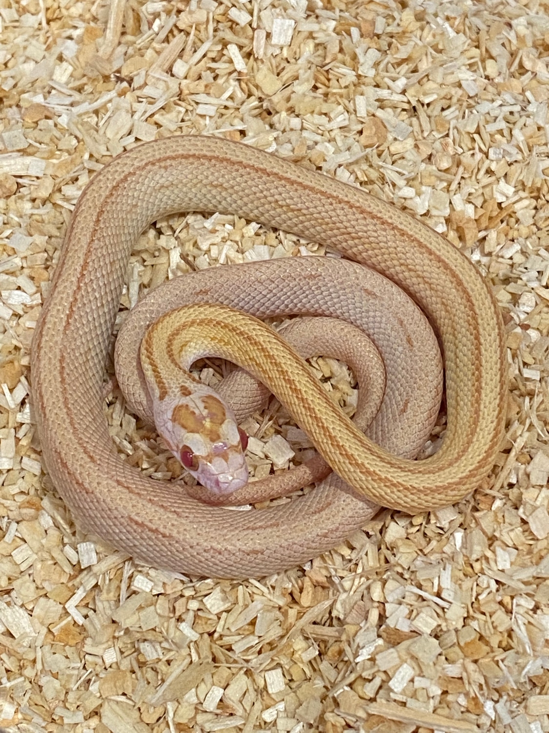 Butter Stripe Het Palmetto (M) Corn Snake by Alchemy Exotics - MorphMarket