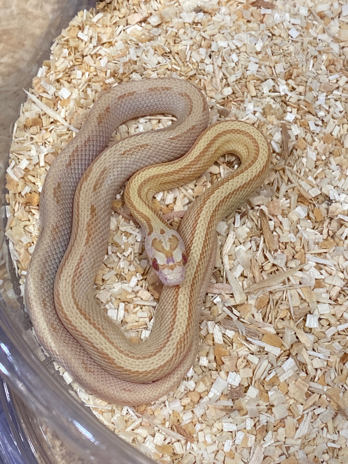 Butter Stripe Het Palmetto (M) Corn Snake by Alchemy Exotics - MorphMarket