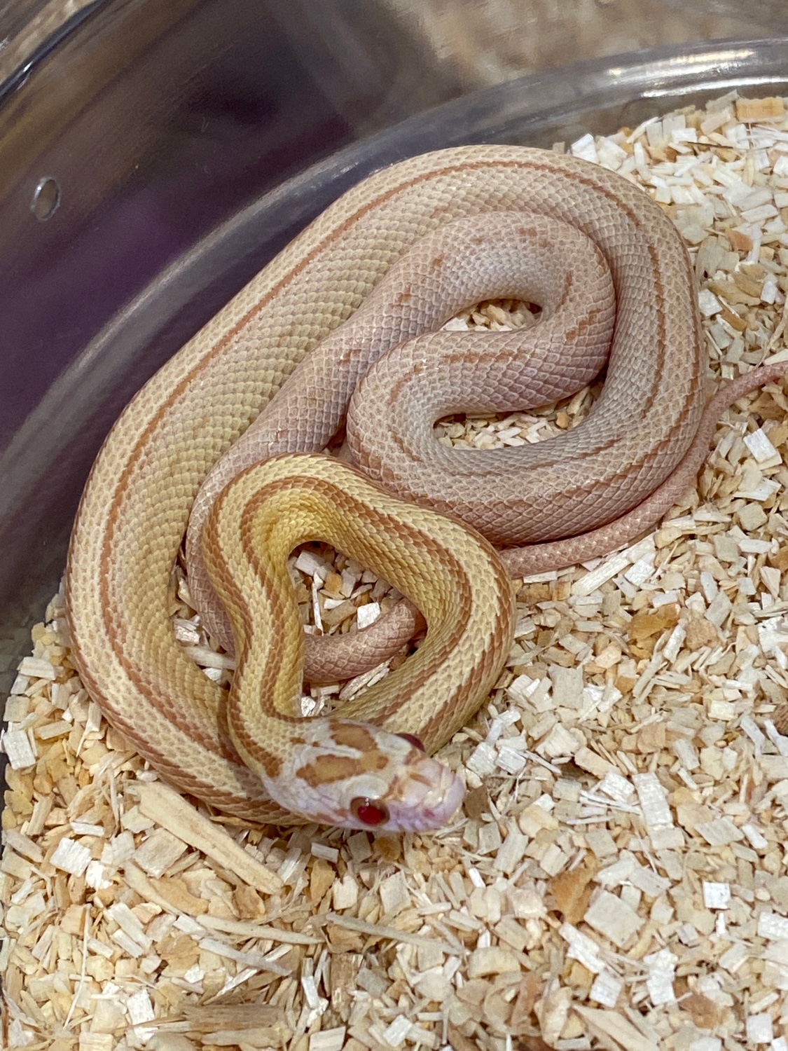 Butter Stripe Het Palmetto (F) Corn Snake by Alchemy Exotics - MorphMarket