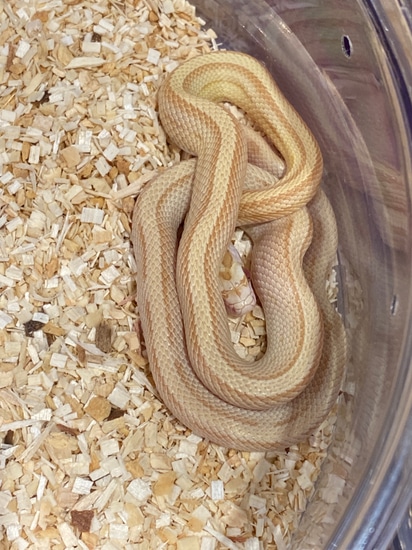 Butter Stripe Het Palmetto (F) Corn Snake by Alchemy Exotics