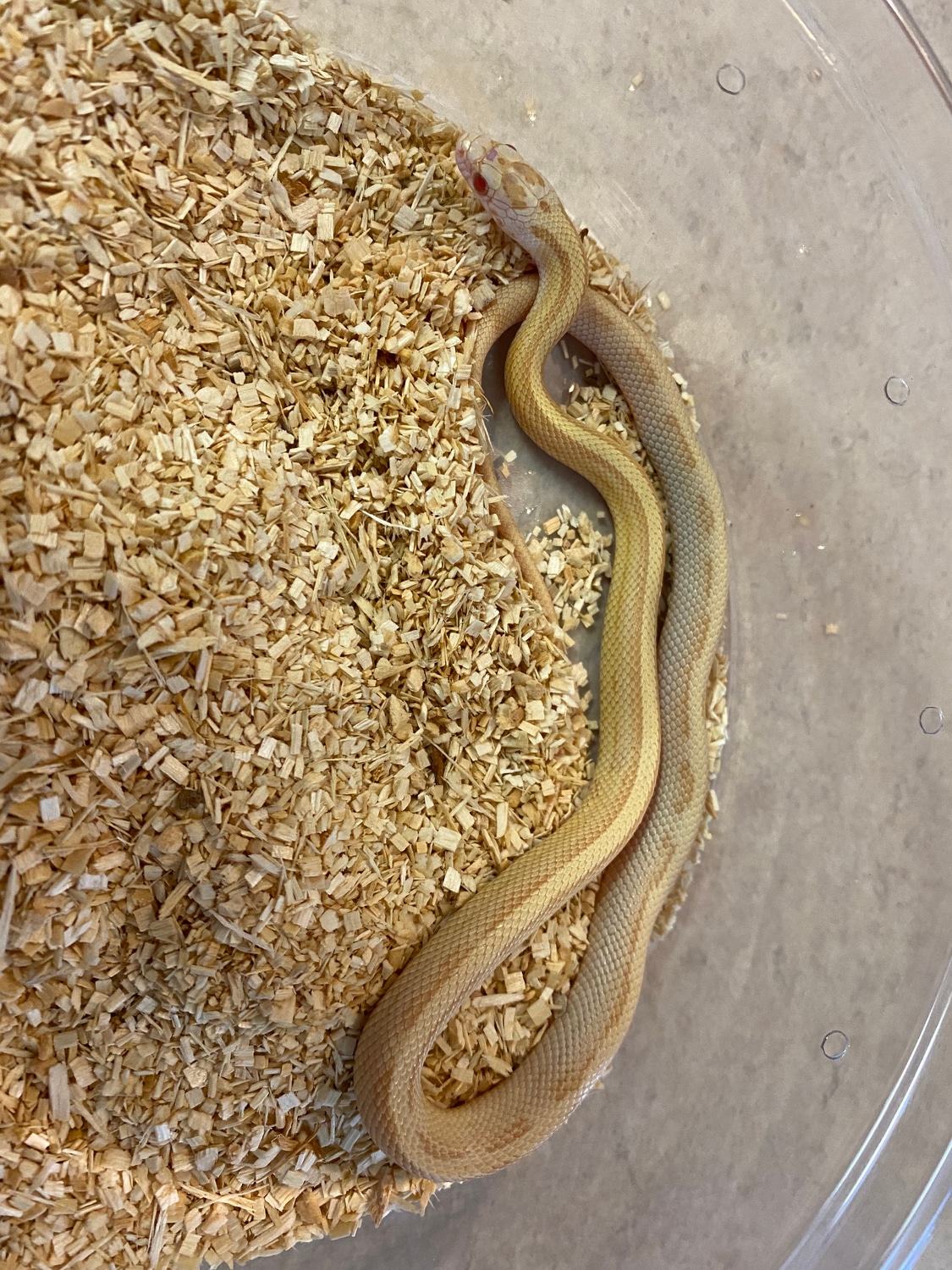 Butter Stripe Het Palmetto (M) Corn Snake by Alchemy Exotics - MorphMarket