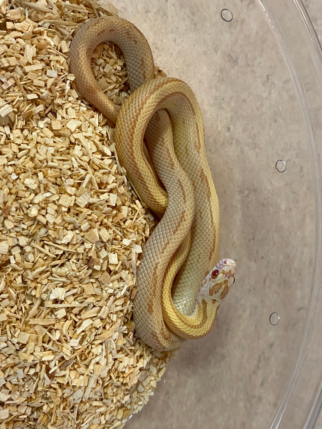 Butter Stripe Het Palmetto (M) Corn Snake by Alchemy Exotics - MorphMarket