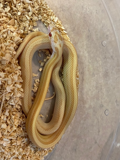 Butter Stripe Het Palmetto (M) Corn Snake by Alchemy Exotics