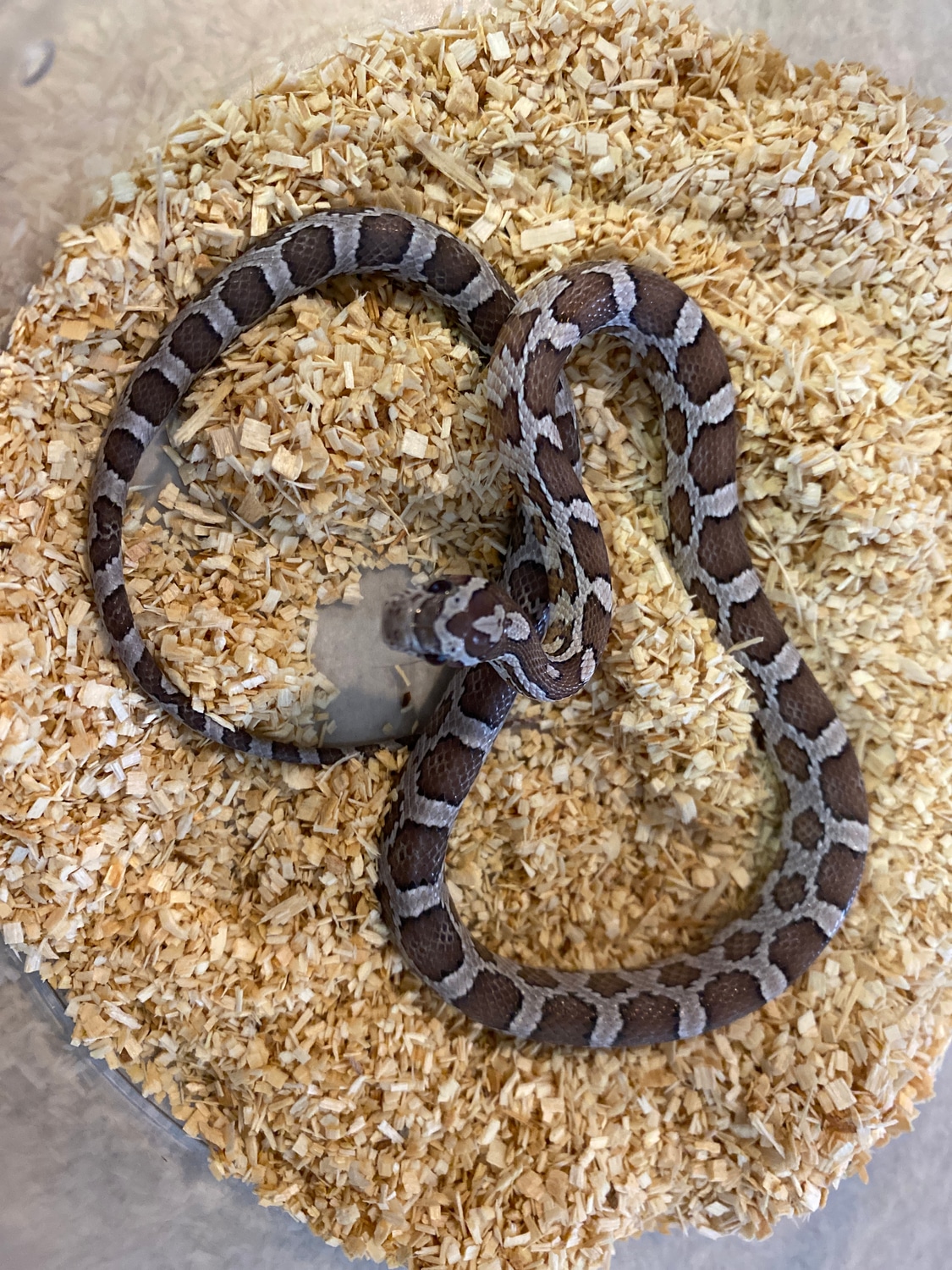 Ghost Corn Snake by Alchemy Exotics - MorphMarket