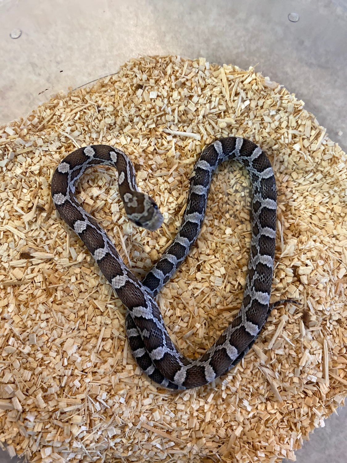 Ghost Corn Snake by Alchemy Exotics - MorphMarket