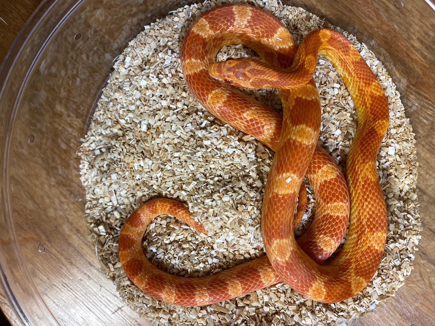 Amelanistic Th Diffused/ Caramel/ Stripe Corn Snake by Alchemy Exotics ...