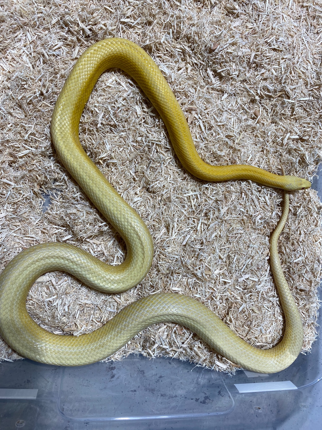 Butter Stripe Corn Snake by Alchemy Exotics - MorphMarket