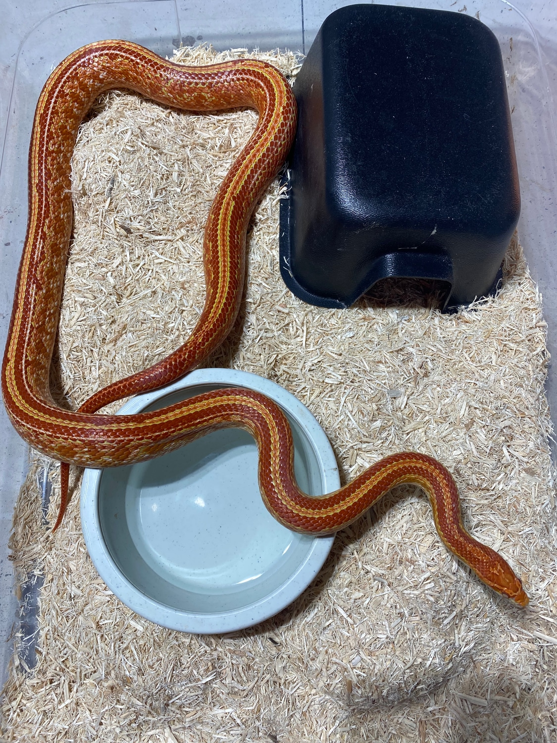 Amel Tessera Het Palmetto Ph Anery Ph BR (Jessica) Corn Snake by ...
