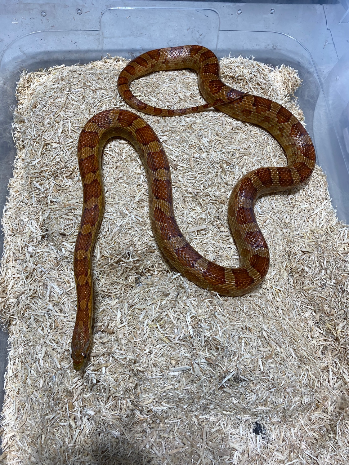 Normal Het Diffused/Ultra/Hypo/Anery/BR /caramel Female (Buttercup ...