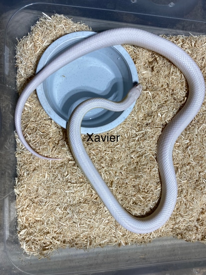 Xanthic Snow (Xavier) Corn Snake by Alchemy Exotics