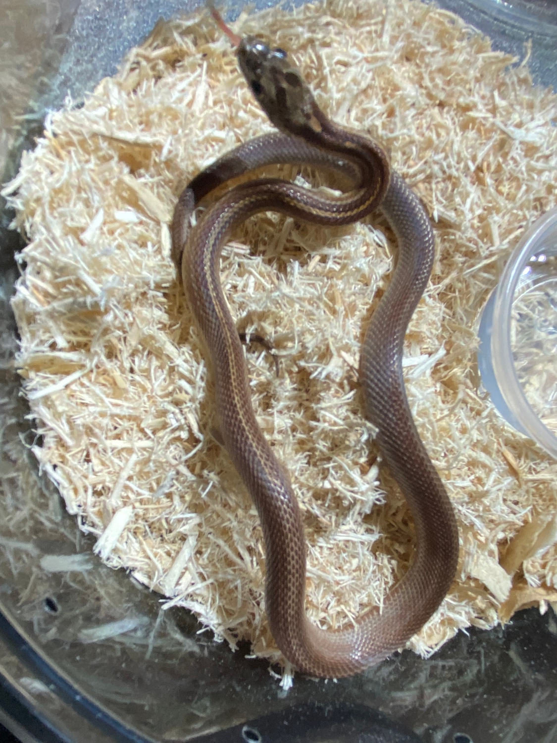 Tessera Motley Corn Snake by Alchemy Exotics - MorphMarket