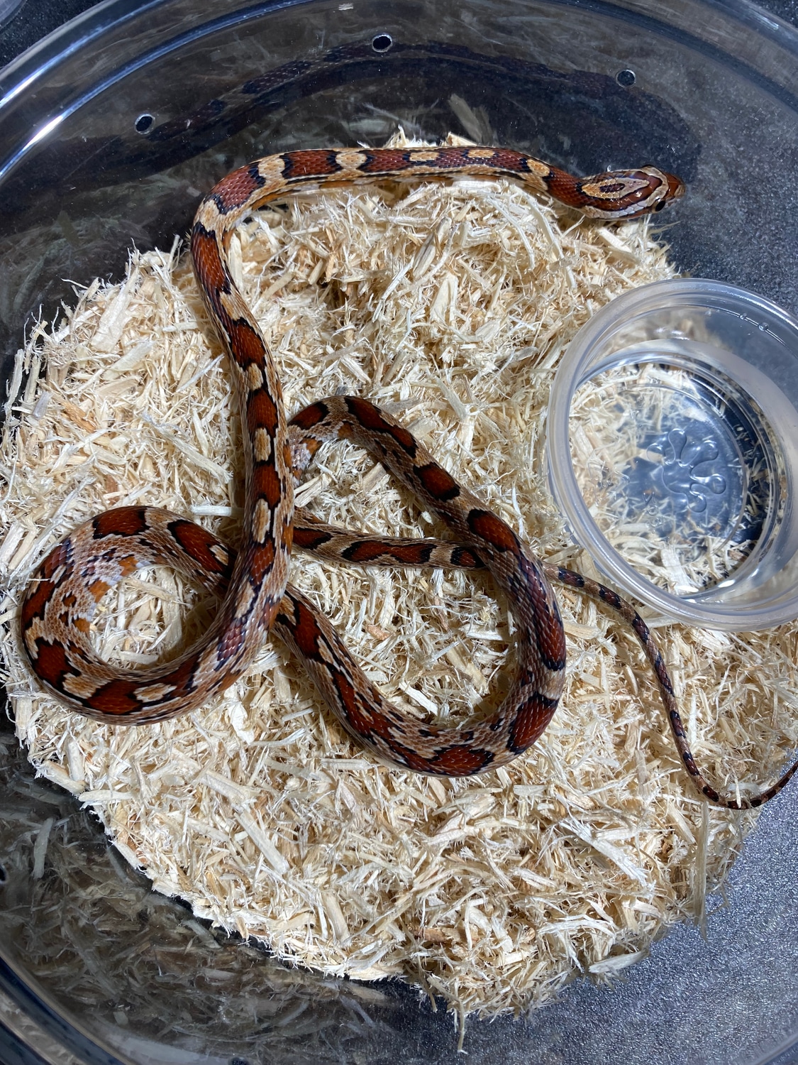Normal Het Anerythristic Corn Snake by Alchemy Exotics - MorphMarket