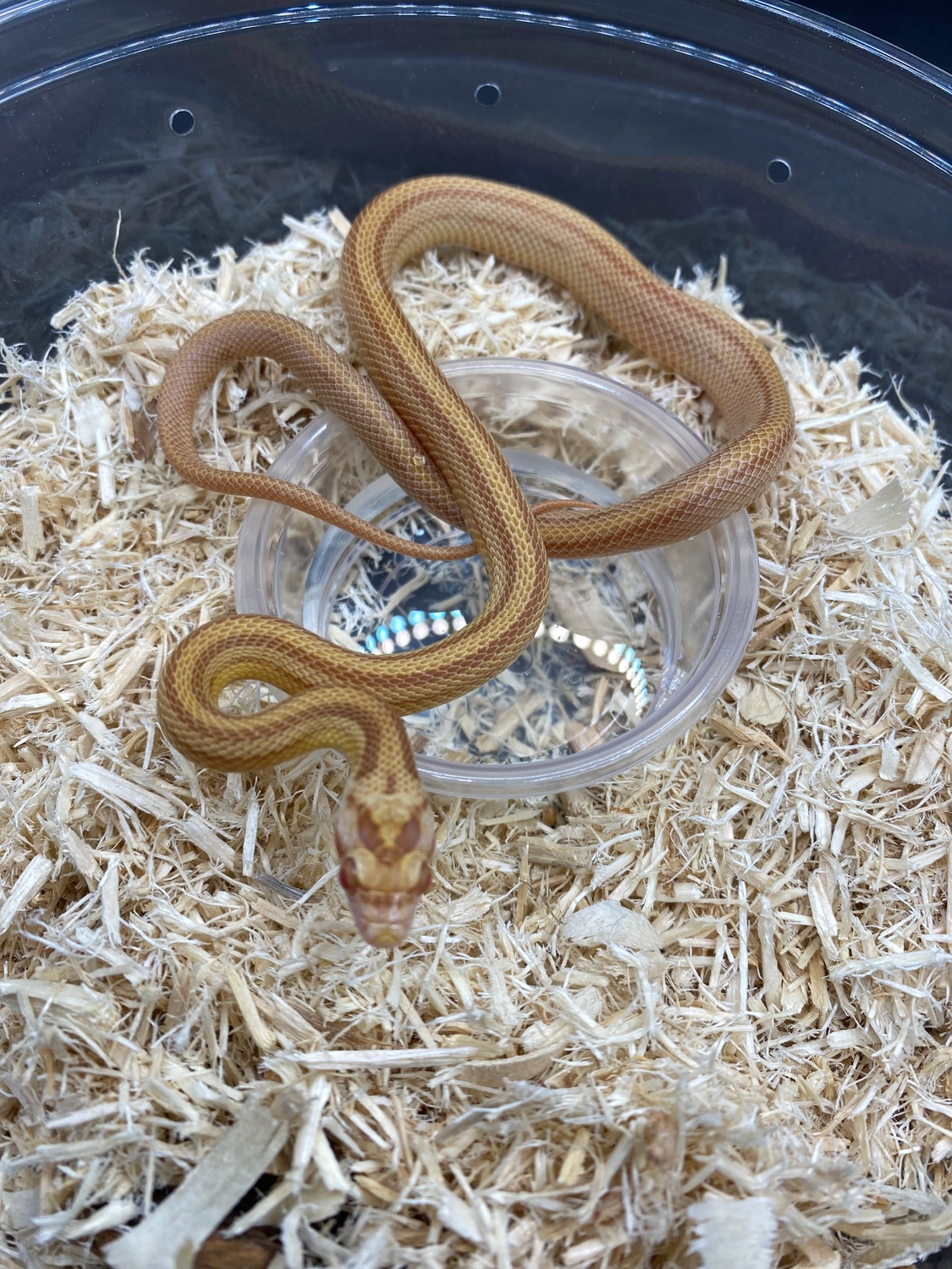 Butter Stripe (M) Corn Snake by Alchemy Exotics - MorphMarket