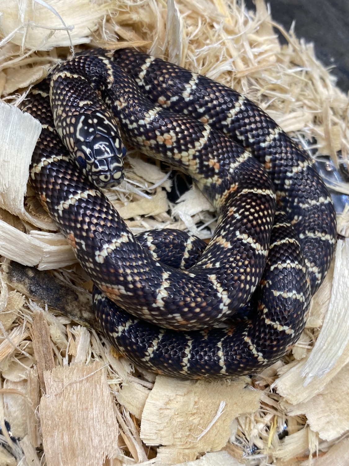 King Florida Kingsnake by Alchemy Exotics - MorphMarket