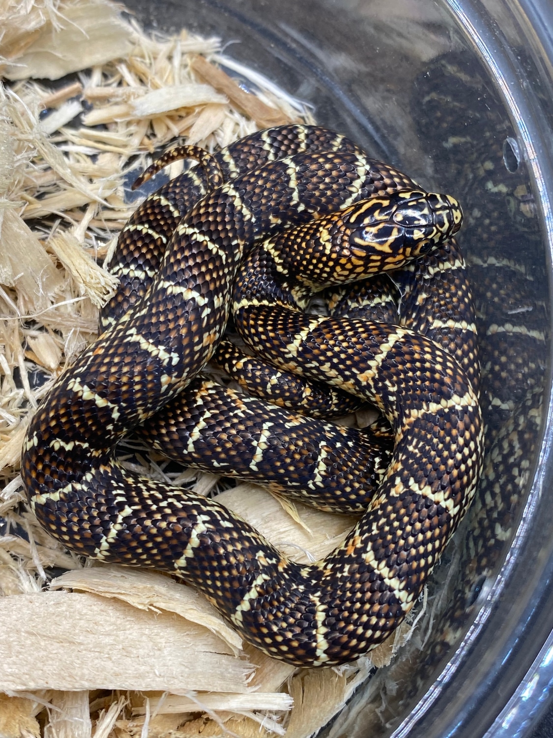 King Florida Kingsnake by Alchemy Exotics - MorphMarket