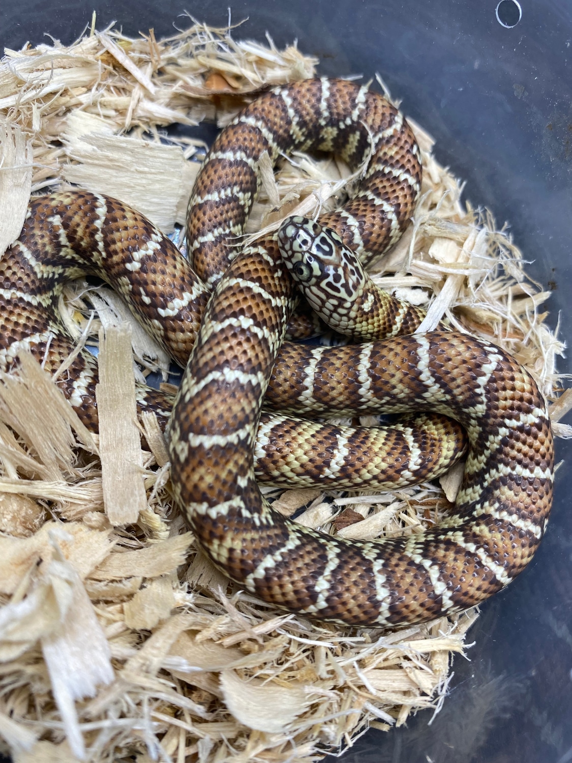 Red Hypo King Florida Kingsnake by Alchemy Exotics - MorphMarket