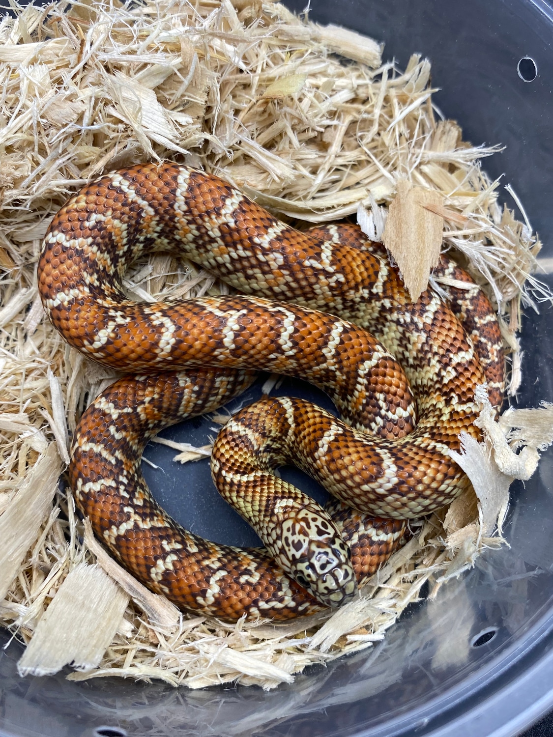 Red Hypo King Florida Kingsnake by Alchemy Exotics - MorphMarket