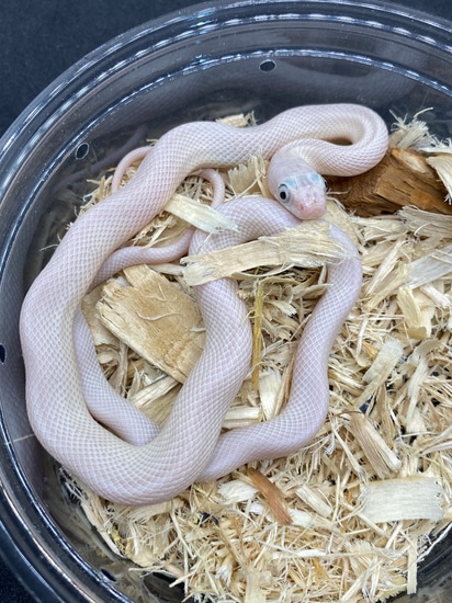 Leucistic Texas Rat Snake Western Rat Snake by Alchemy Exotics