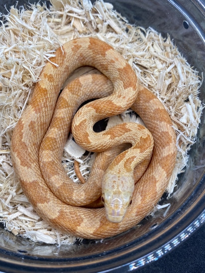 Sunshine Rat Snake (M) Western Rat Snake by Alchemy Exotics