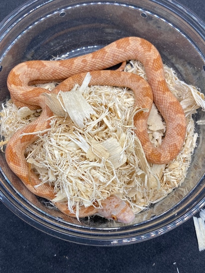 Sunshine Rat Snake (F) Western Rat Snake by Alchemy Exotics