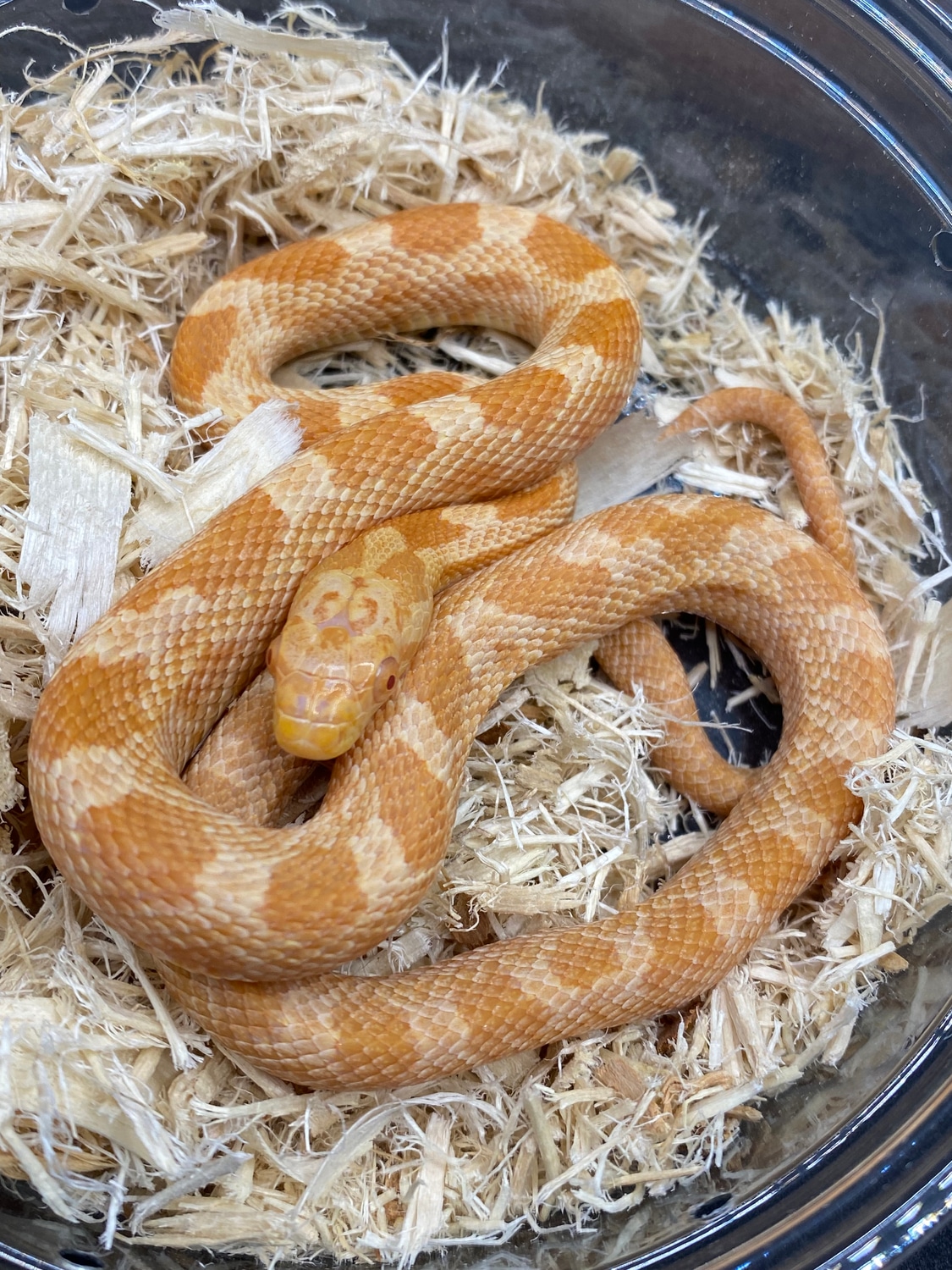 Sunshine Rat Snake (M) Western Rat Snake by Alchemy Exotics - MorphMarket