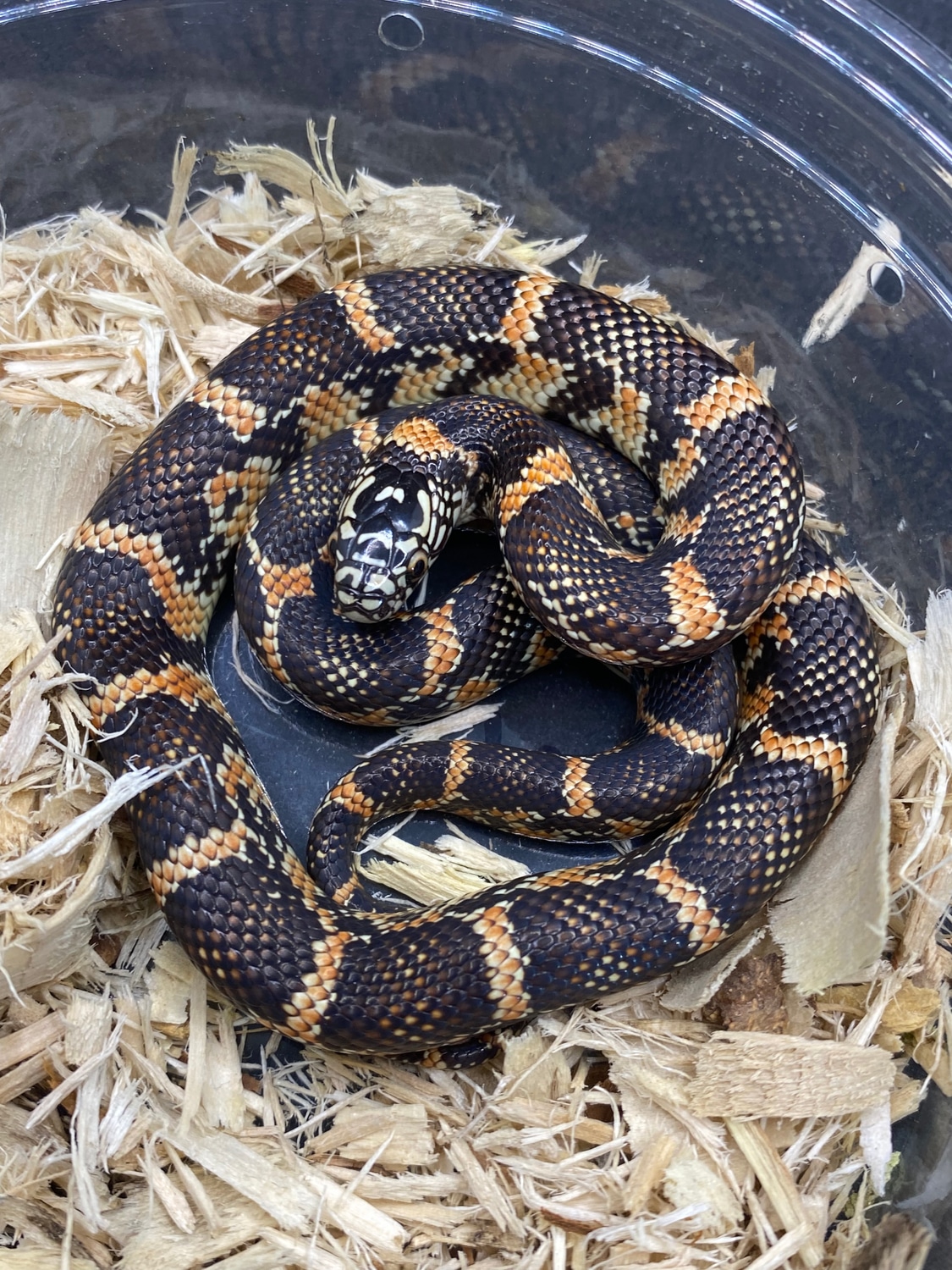 Blotched Goini Apalachicola Kingsnake by Alchemy Exotics - MorphMarket