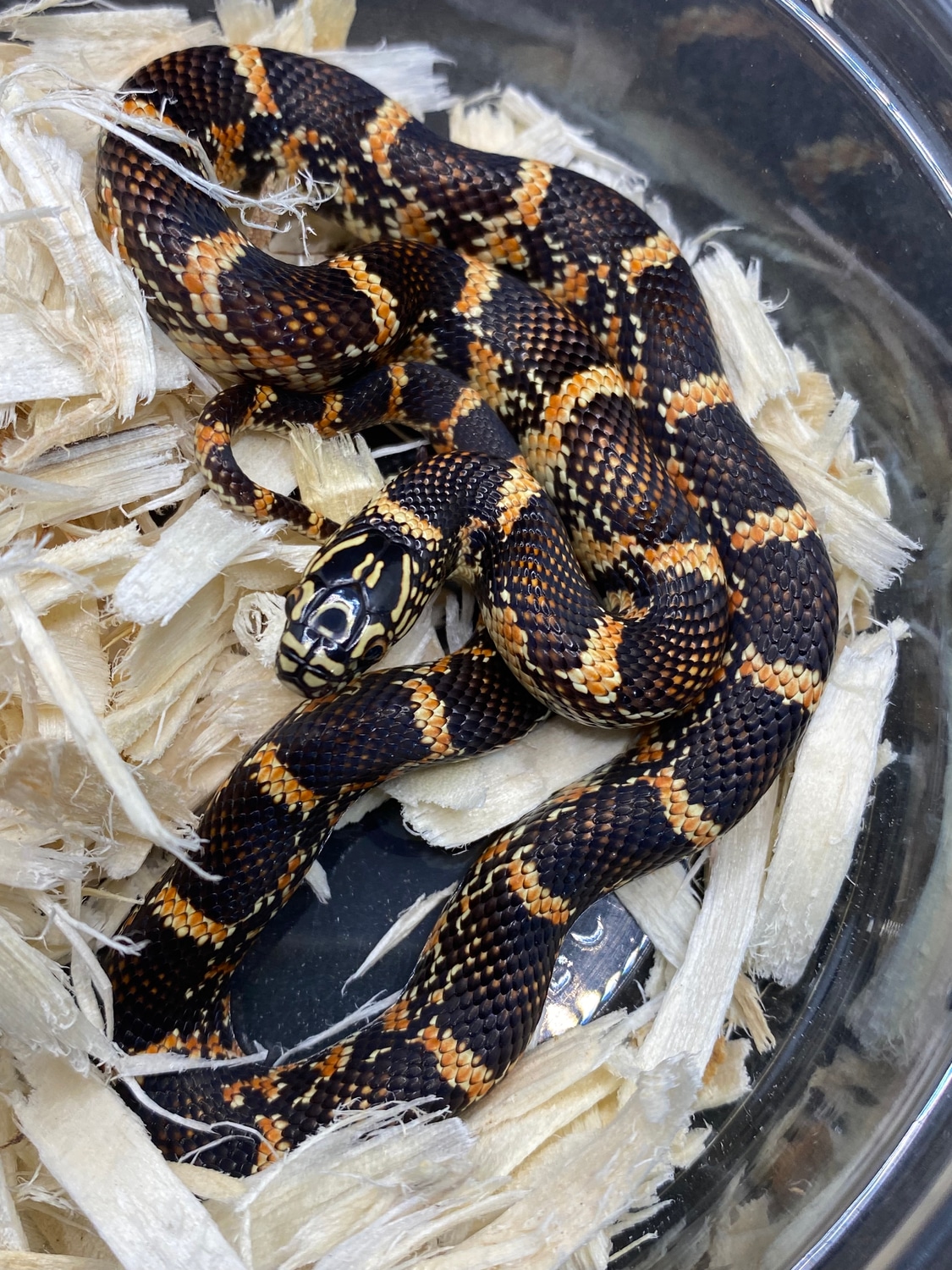Blotched Goini Apalachicola Kingsnake by Alchemy Exotics - MorphMarket