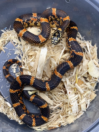 Blotched Goini Apalachicola Kingsnake by Alchemy Exotics