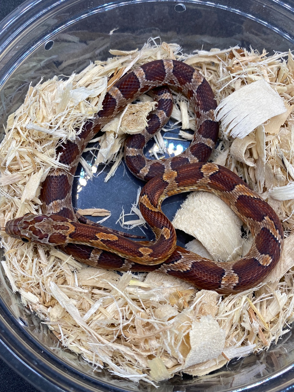 Peach Masque Corn Snake by Alchemy Exotics - MorphMarket