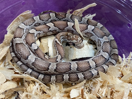 Ghost (HOLD FOR EVELYN) Corn Snake by Alchemy Exotics