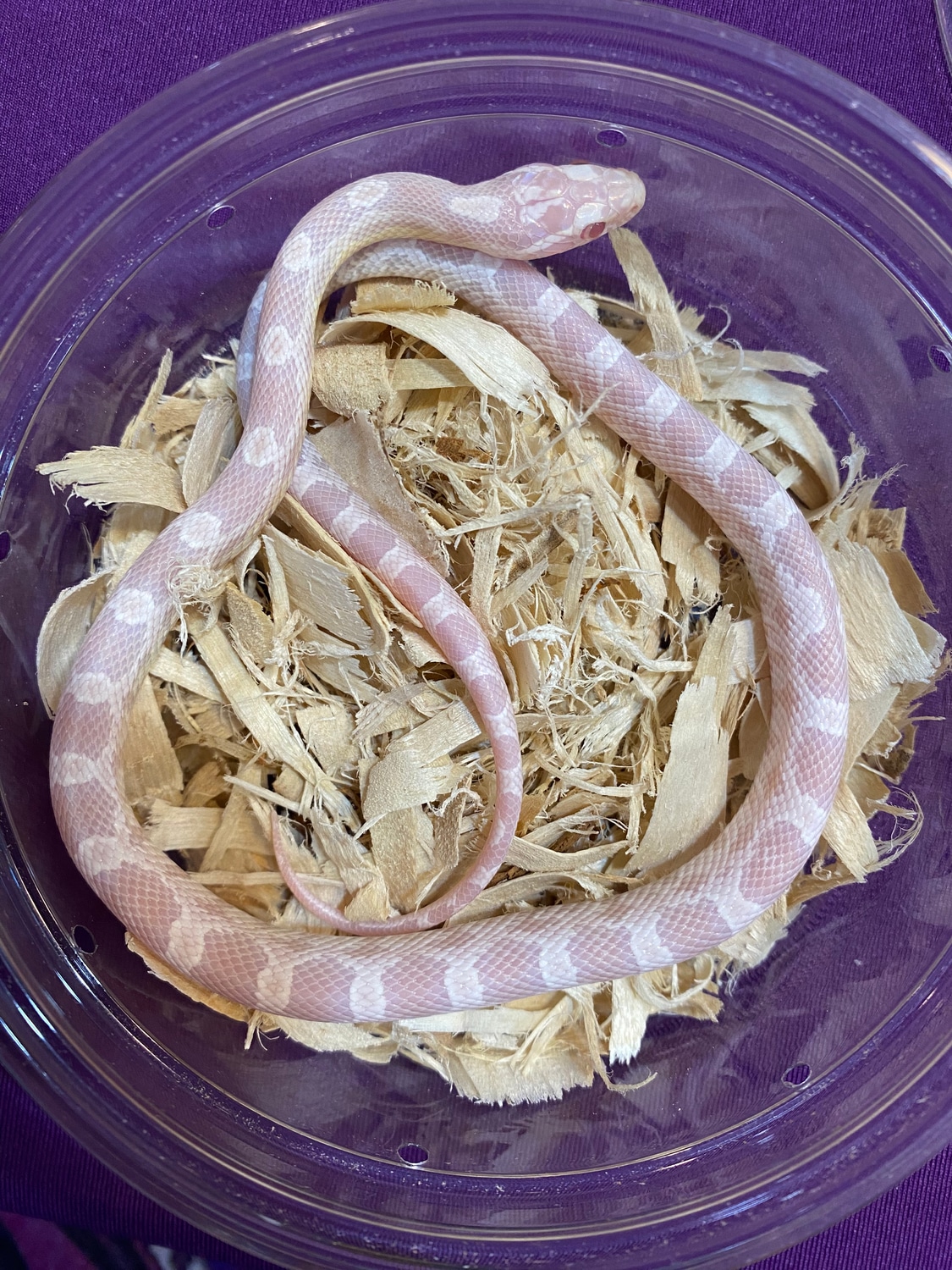 Snow Corn Snake by Alchemy Exotics - MorphMarket