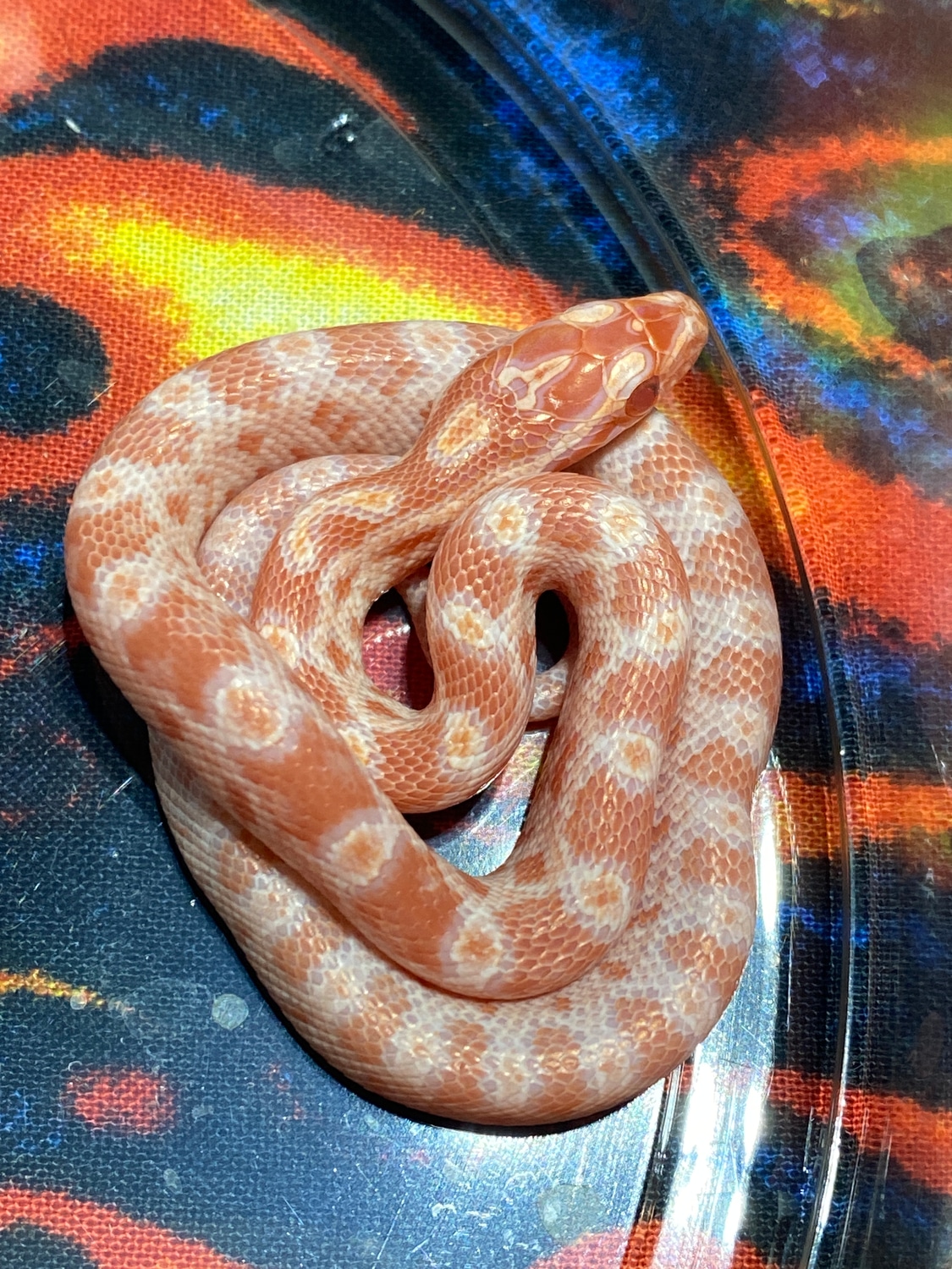 Amelanistic 66% Het Anery Corn Snake by Alchemy Exotics - MorphMarket