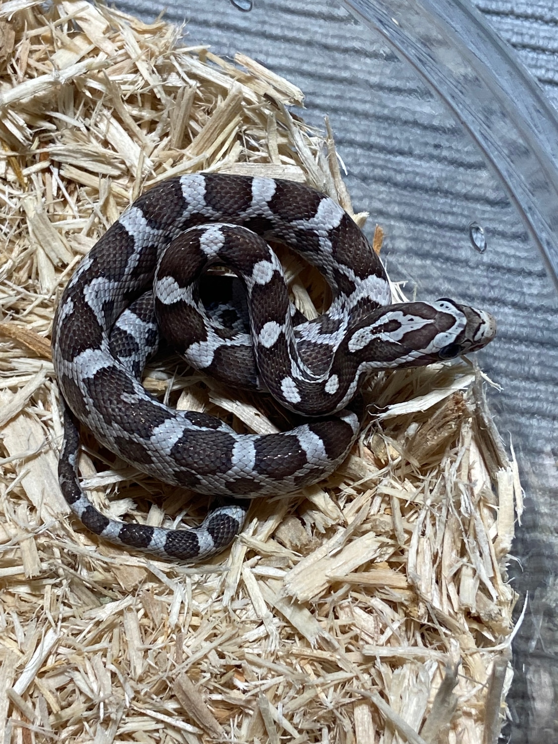 Ghost Ph Scaleless Corn Snake by Alchemy Exotics - MorphMarket