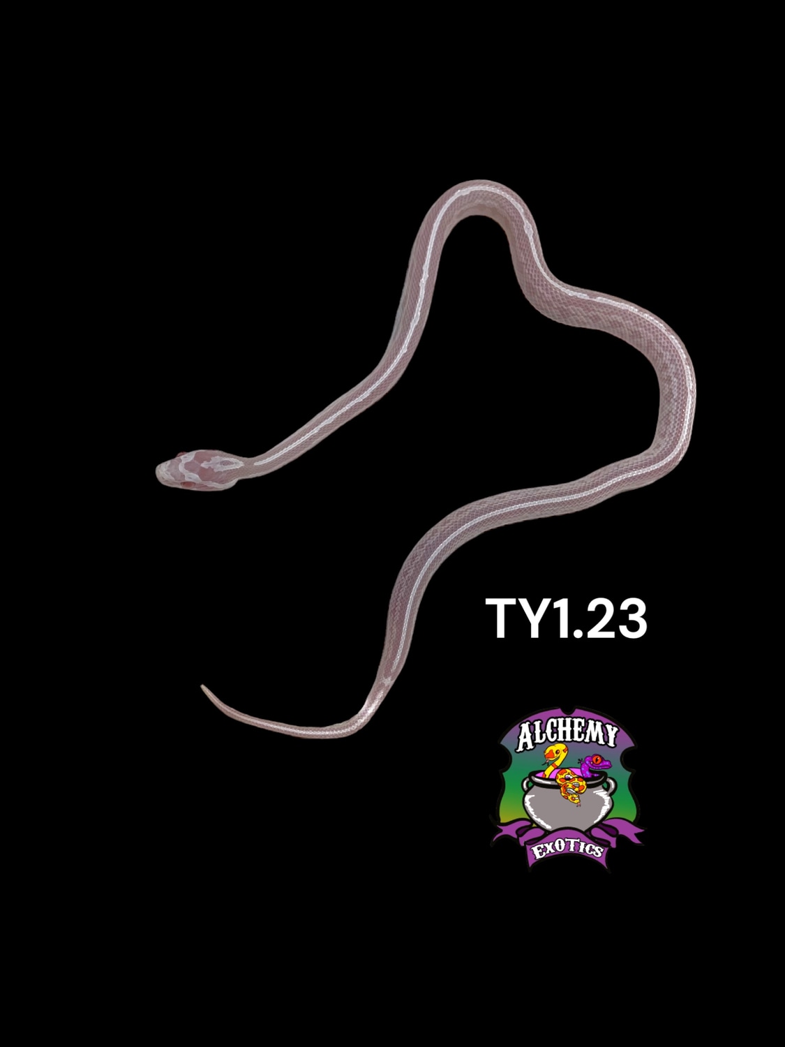 Snow Tessera Het Palmetto Corn Snake by Alchemy Exotics - MorphMarket