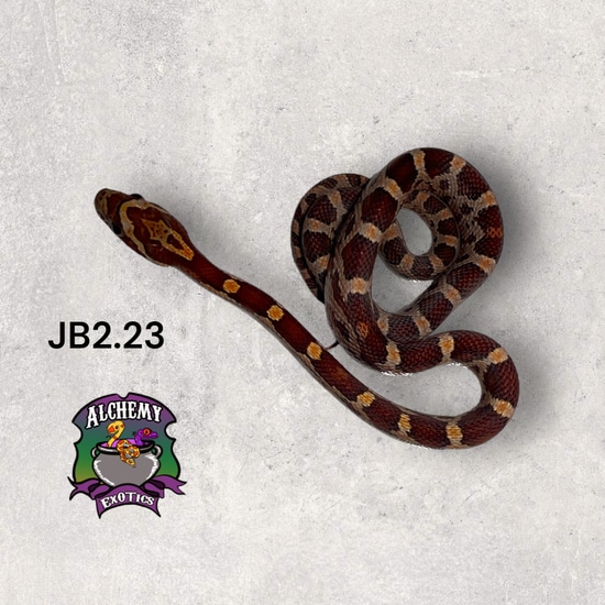 Red Factor Corn Snake by Alchemy Exotics